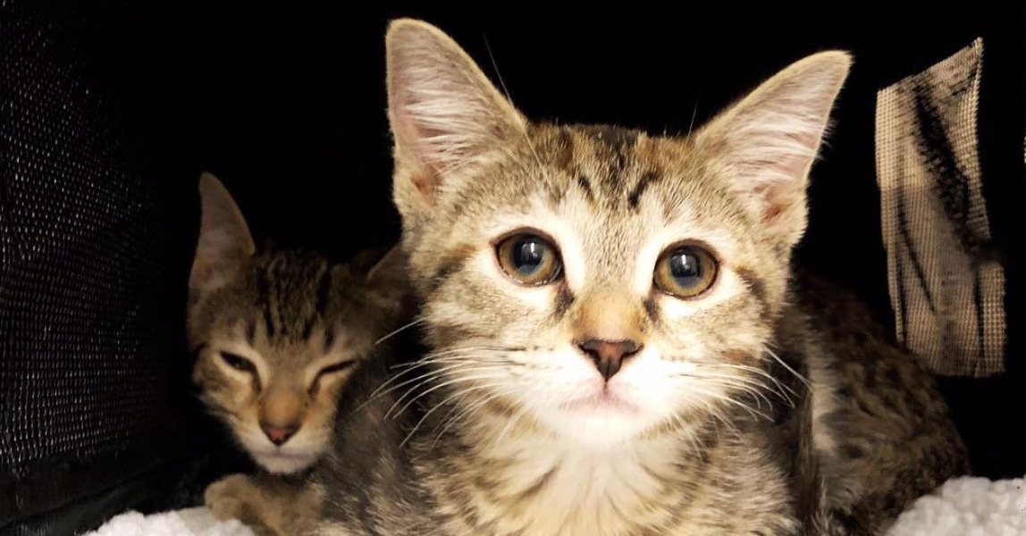 Daisy-and-Dickie_600 – Positive Tails