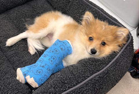 Positive Tails – Helping Animals and Families