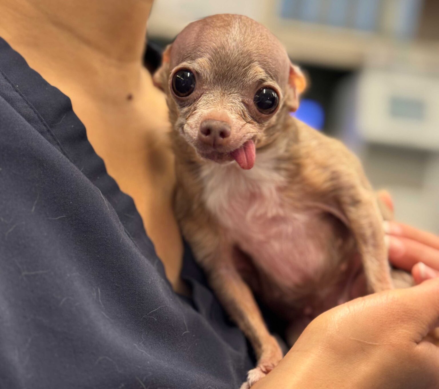 Positive Tails – Helping Animals and Families